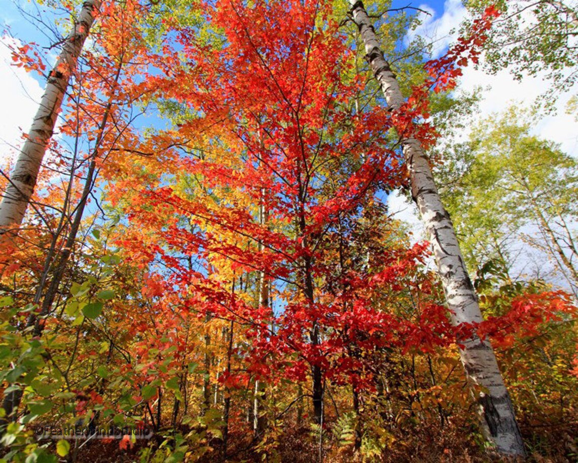Nature Landscape Photograph Northern Michigan Forest Picture Fall Color ...