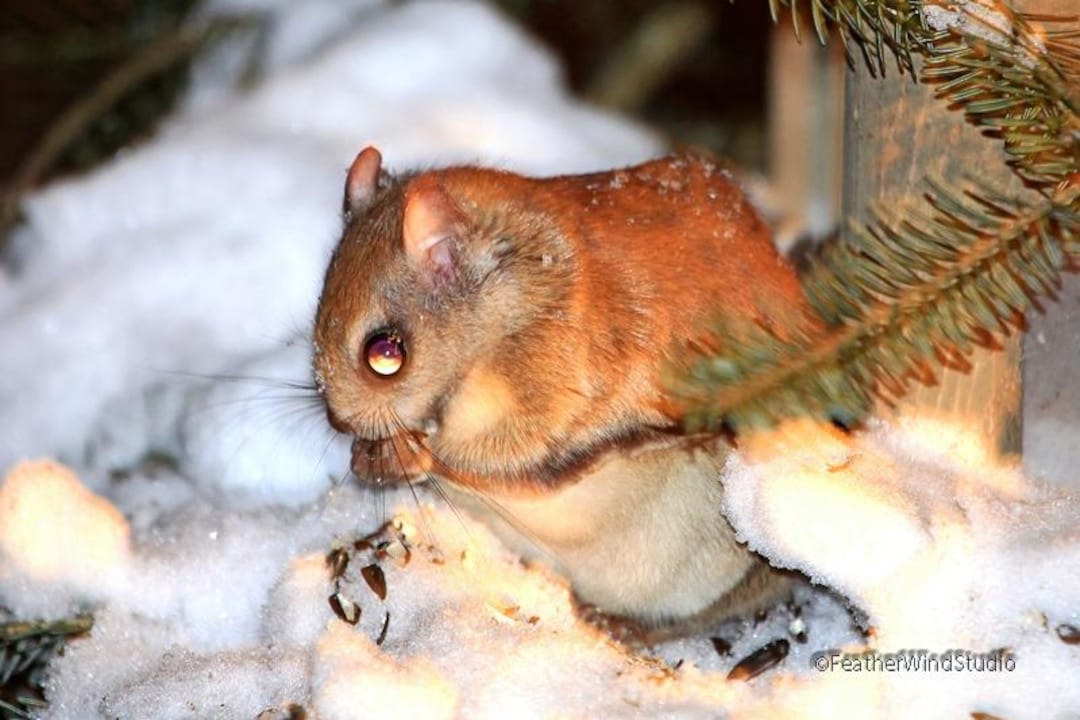 Flying Squirrel | Fine Art Nature Photography | Nocturnal Rodent ...
