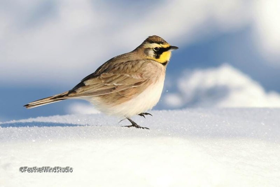 Horned Lark Photo | Bird Photography | Restaurant Wall Art | Hospital ...