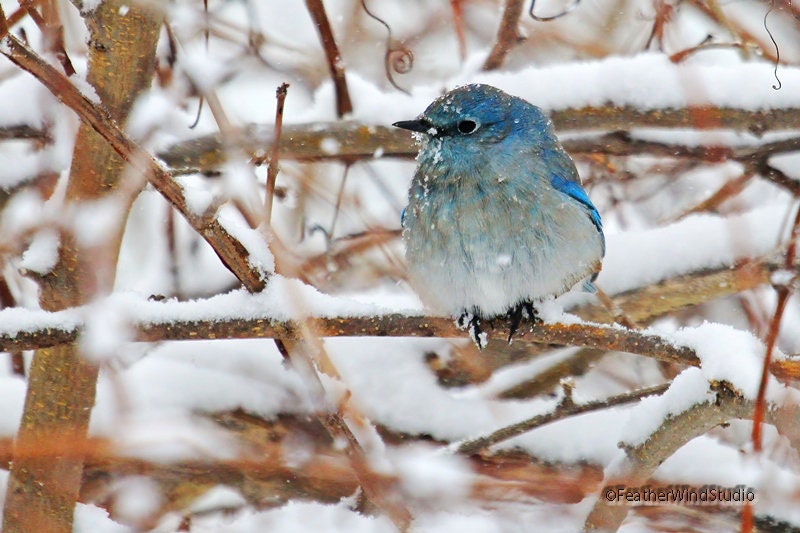 Bluebird in Snow Photo Winter Bird Songbird Photography Thrush Wall Art ...