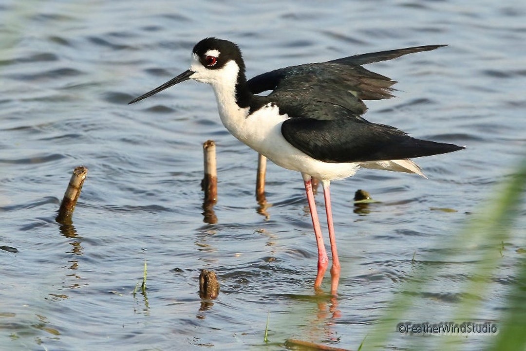 Black Necked Stilt Print | Shorebird Photography | Ohio Bird | Wall ...