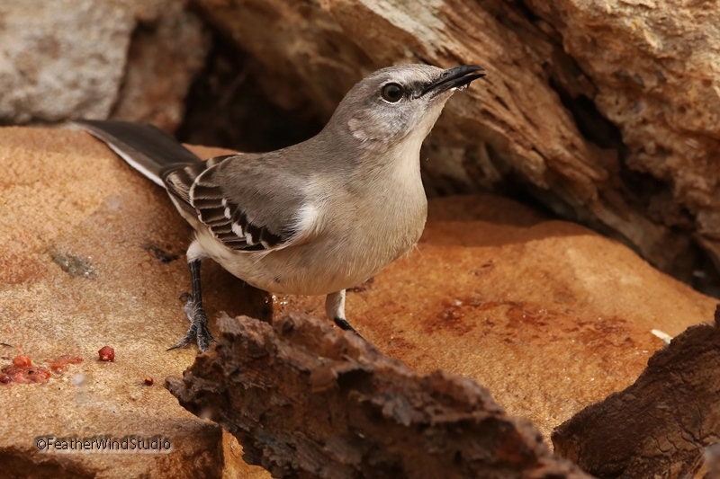 Northern Mockingbird Print | Nature Photography | Cyber Sale | Office ...