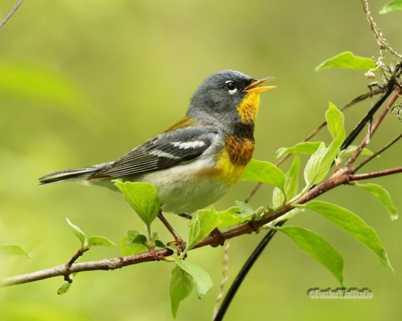 Northern Parula Photo Warbler Photography Tropical Theme | Etsy