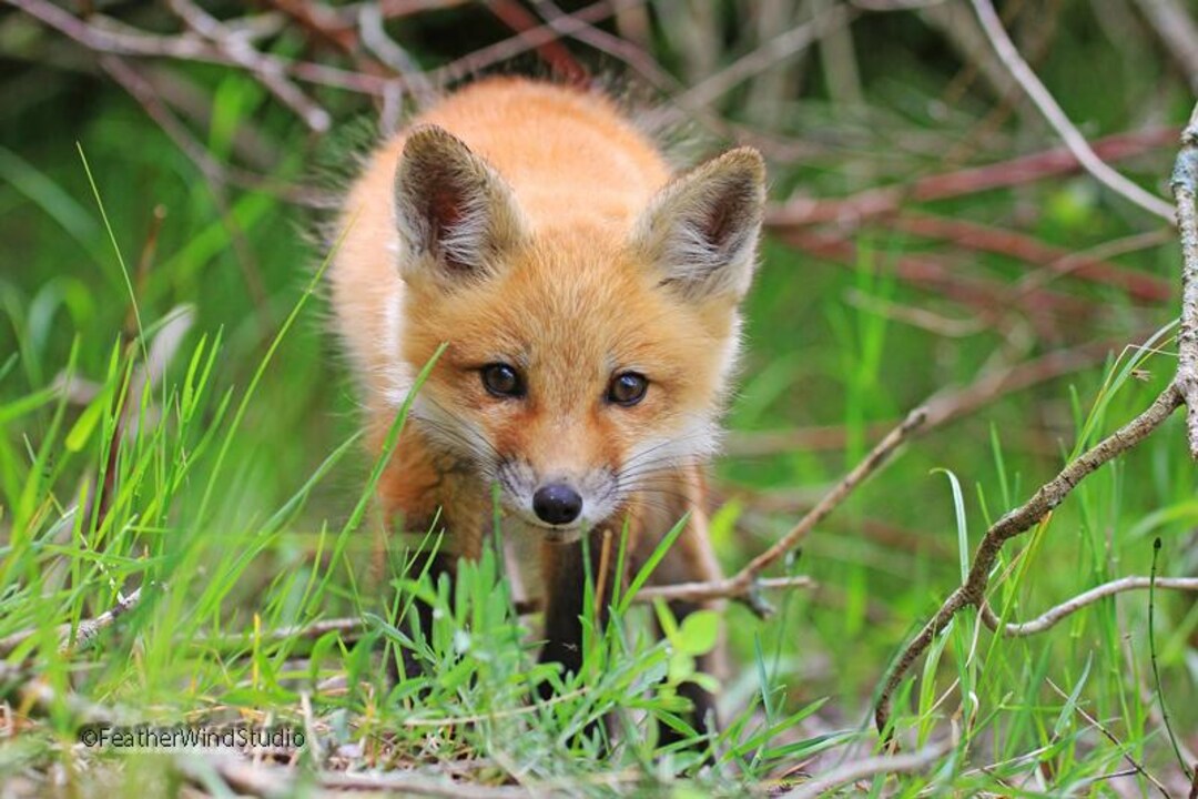 Fox Photography | Red Fox Kit Pup Print | Nature Wall Art | Boys Girls ...