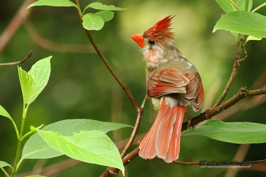 Leucistic Cardinal Photo | Bird Print | Birdwatching | Female Cardinal ...