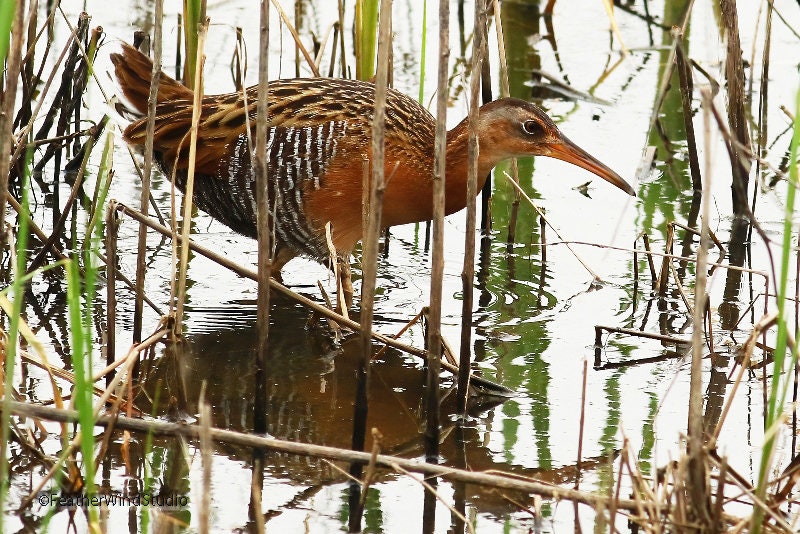 King Rail Photo | Bird Photography | Marsh Bird Wall Art | Wetlands ...