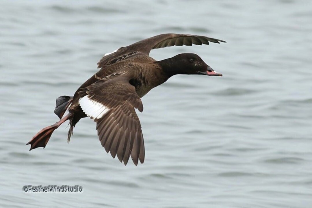 White Winged Scoter Print | Bird Flight Photo | Flying Bird Print ...
