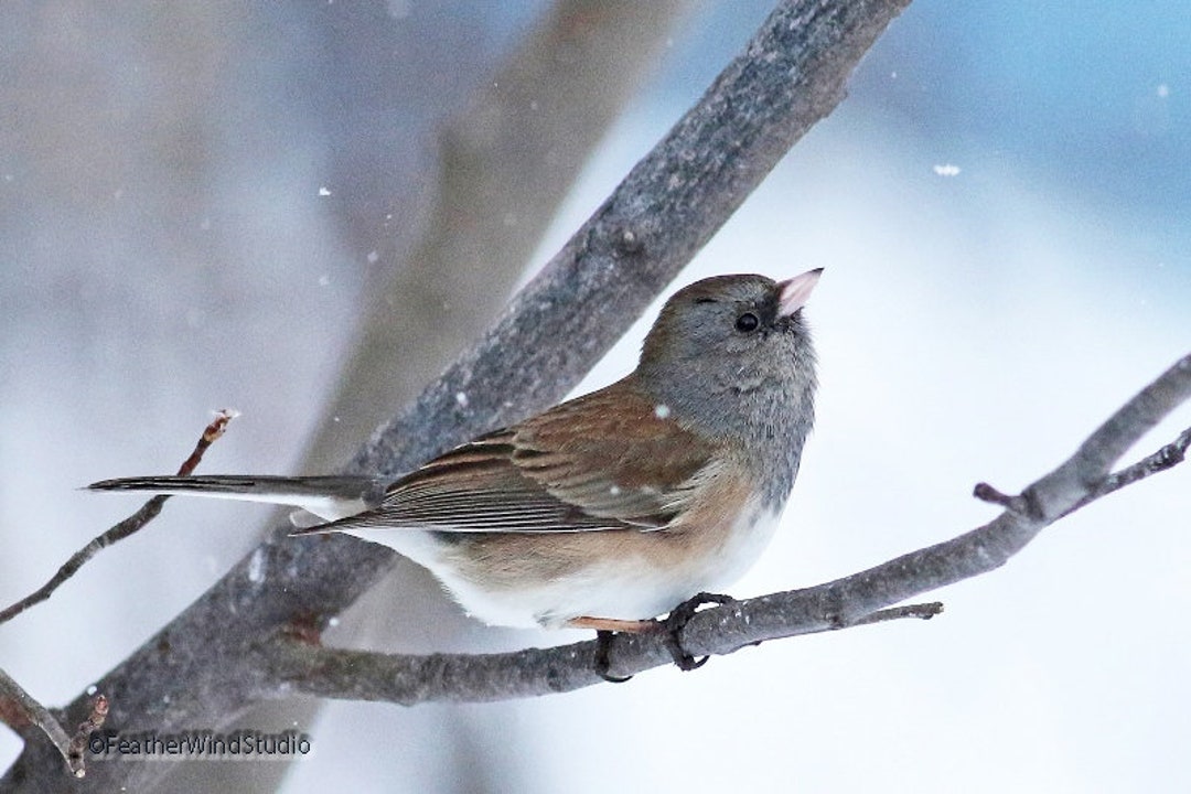 Dark Eyed Junco Photography | Oregon Junco | Snowbird | Bird Portrait ...