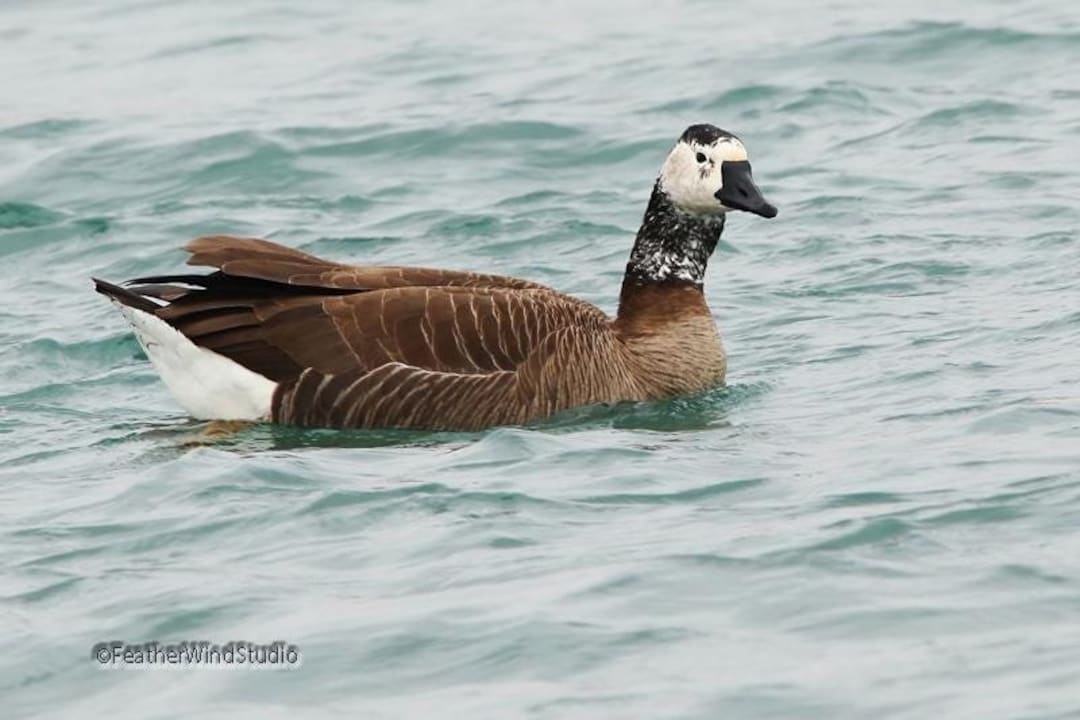 Swan Goose Photo | Hybrid Canada Goose Print | Leucistic Bird | Unique ...
