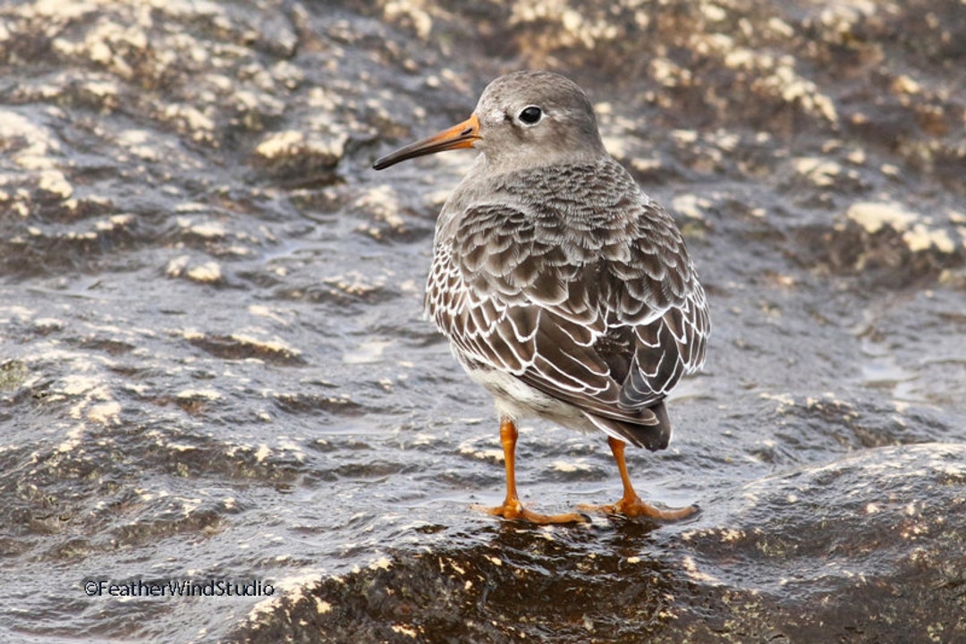 Purple Sandpiper Photo | Shorebird | Beach Decor | Plover Peep Sand ...