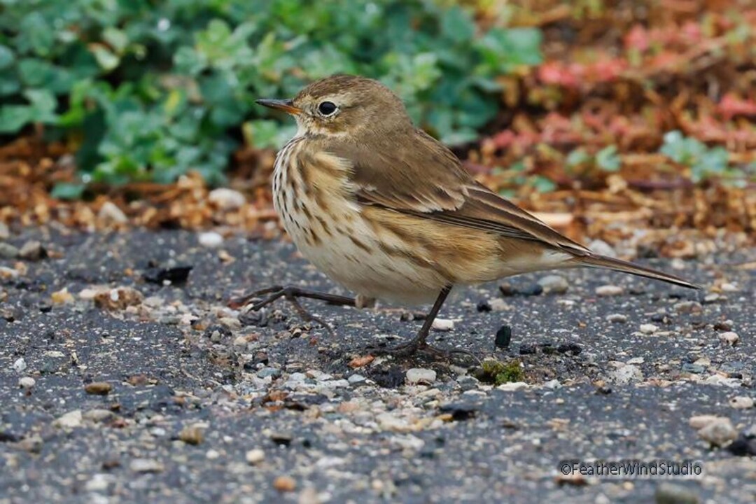 American Pipit Print | Cute Bird Pic | Water Pipit | Bird Lover Wall ...