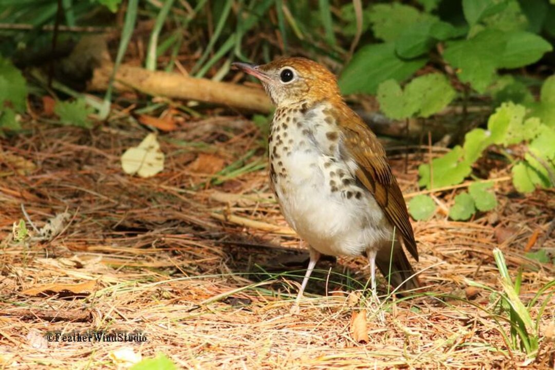 Wood Thrush Print | Bird Photography | Songbird | Bird Lover Photo ...
