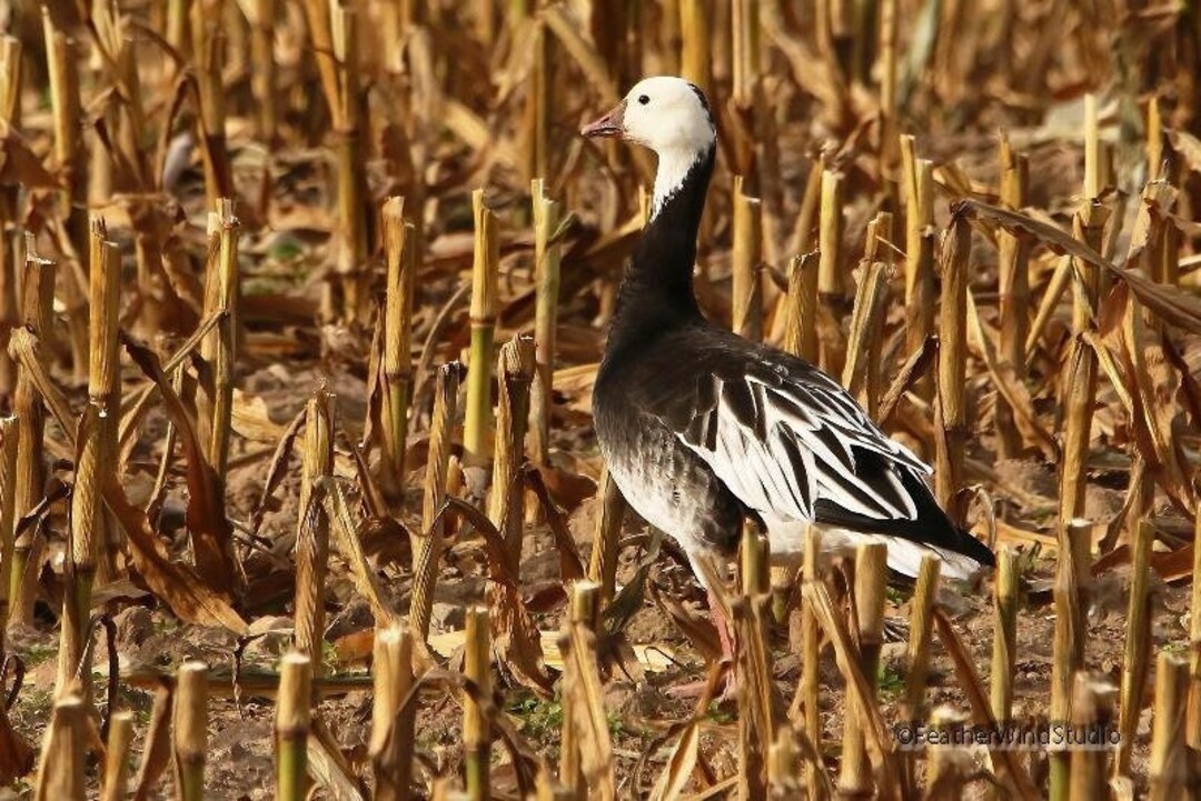 Ross's Goose Print | Blue Morph Goose Art | Nature Décor | Waterfowl ...