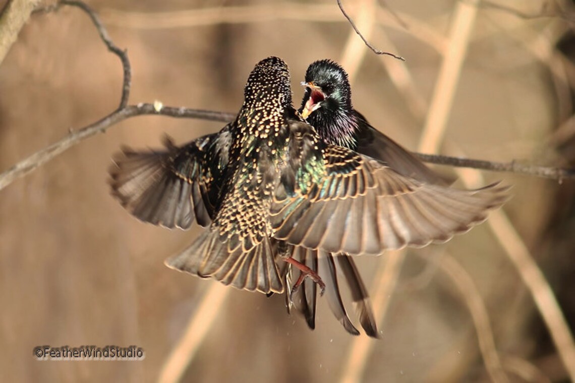 Starlings Photo Nature Wall Art Home Office Decor Fighting Birds Art ...