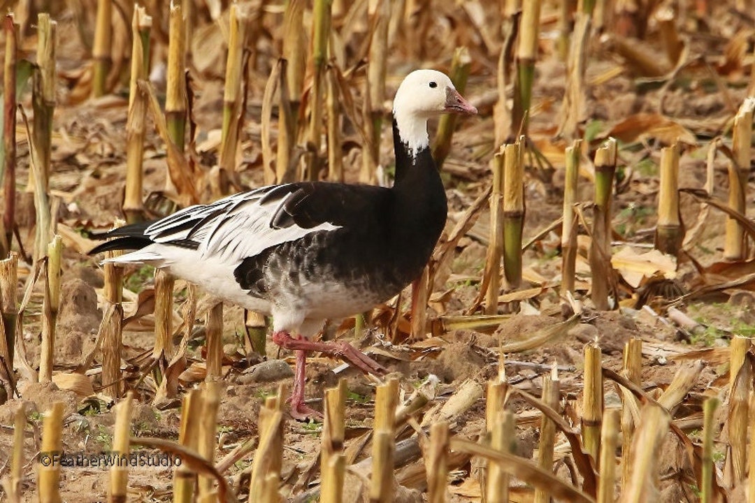 Ross's Goose Photo | Blue Morph Goose Print | Nature Décor | Waterfowl ...