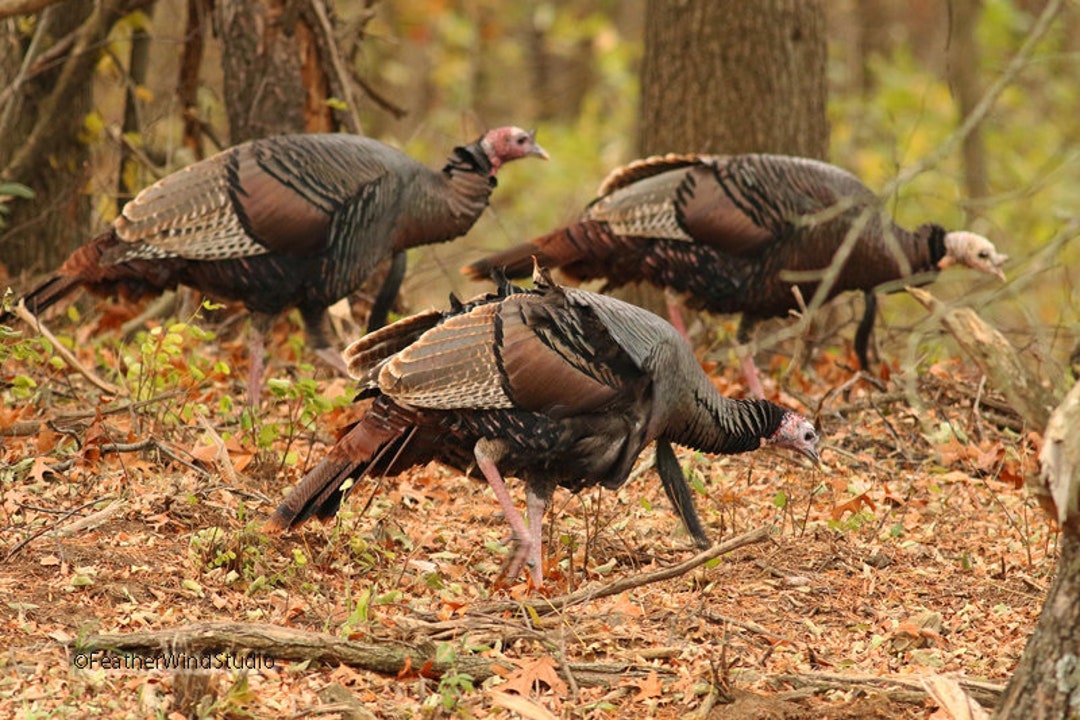 Turkey Photo Print | Thanksgiving Wall Art | Woodland Wildlife ...