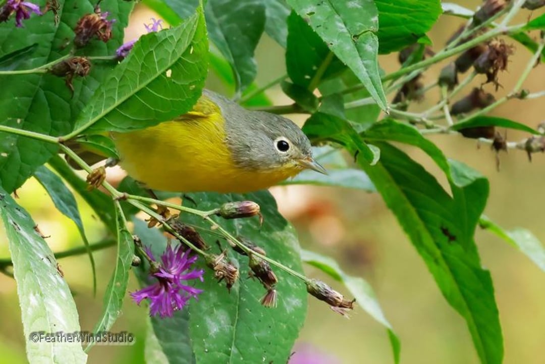 Nashville Warbler Photo | Fall Bird Photography | Purple Loosestrife ...