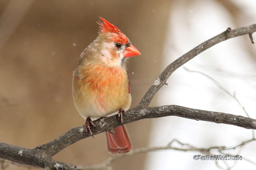 Leucistic Cardinal Photo | Bird Print | Birdwatching | Winter Bird ...