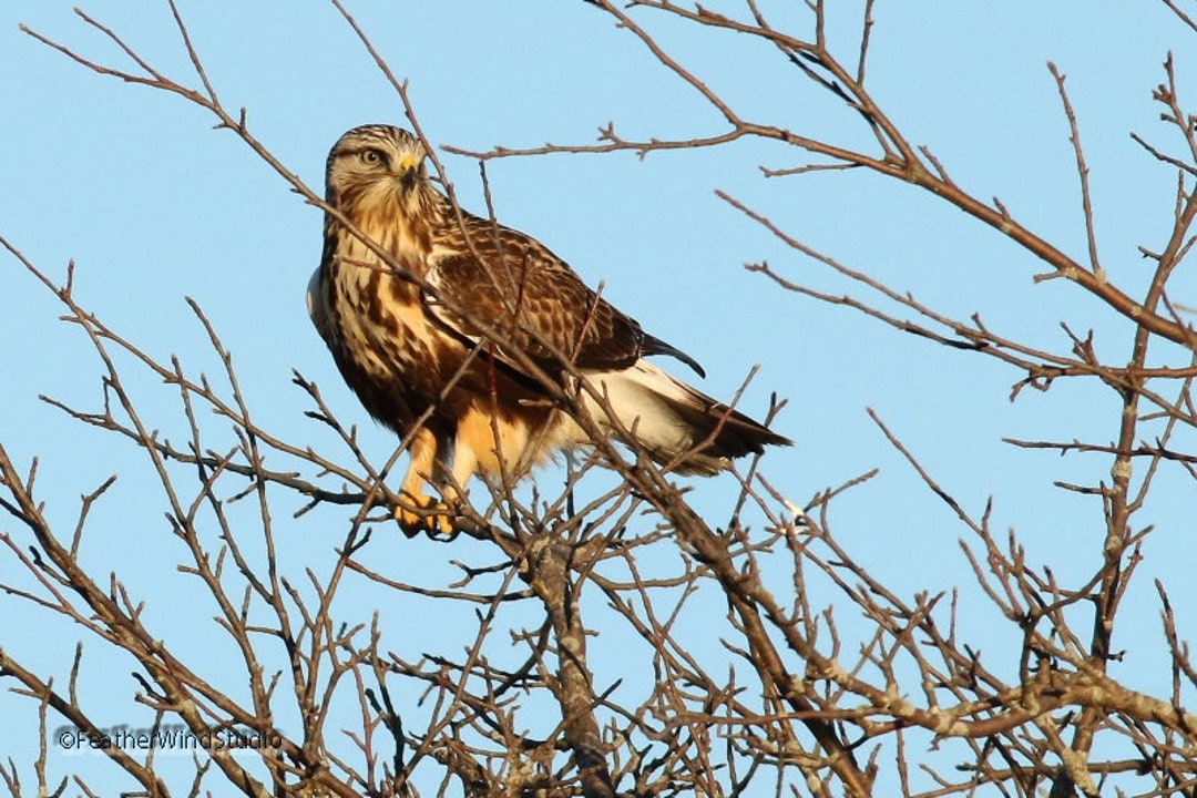 Rough Legged Hawk Photo | Raptor Wall Art | Bird Photography | Wildlife ...
