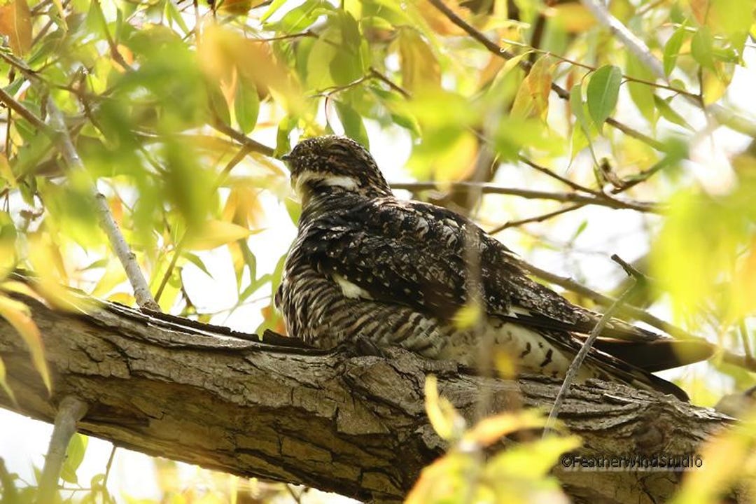 Common Nighthawk Photo | Flycatcher Photography | Nature Wall Décor ...