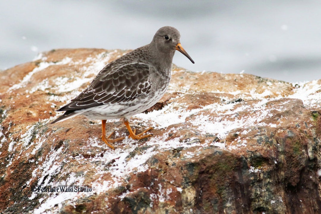 Purple Sandpiper Photo | Shorebird | Beach Decor | Plover Peep Sand ...