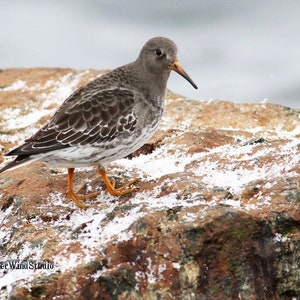 Purple Sandpiper Photo | Shorebird | Beach Decor | Plover Peep Sand ...