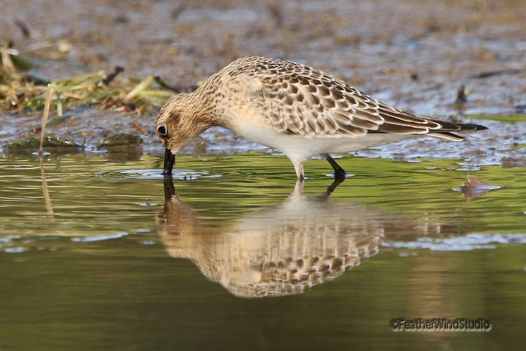 Bairds Sandpiper Photo | Shorebird Photography | Summer Bird Wall Art ...