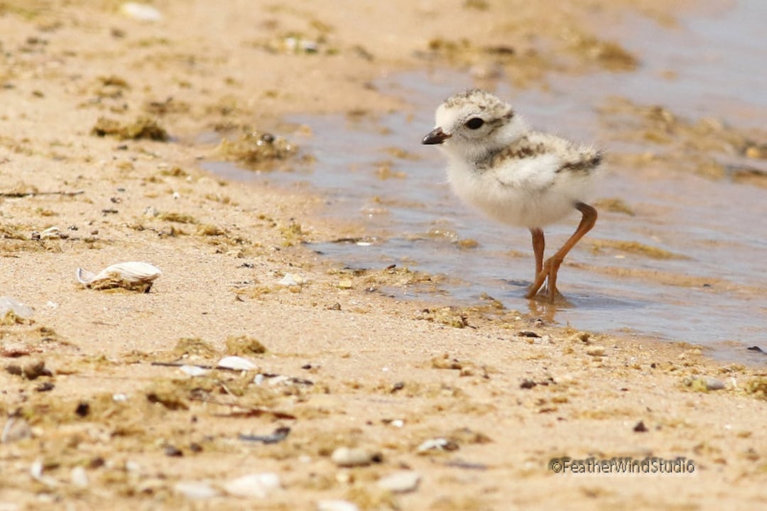 Piping Plover Photo | Baby Bird Print | Shorebird Photography | Nature ...