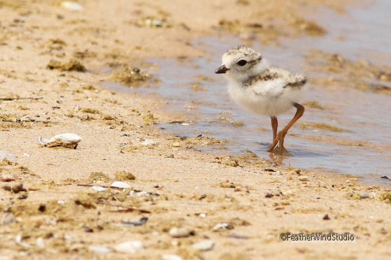 Piping Plover Photo Baby Bird Print Shorebird Photography Nature Summer ...
