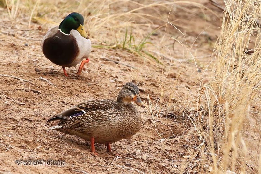 Mexican Duck and Mallard Photo | Bird Photography | Waterfowl Art ...