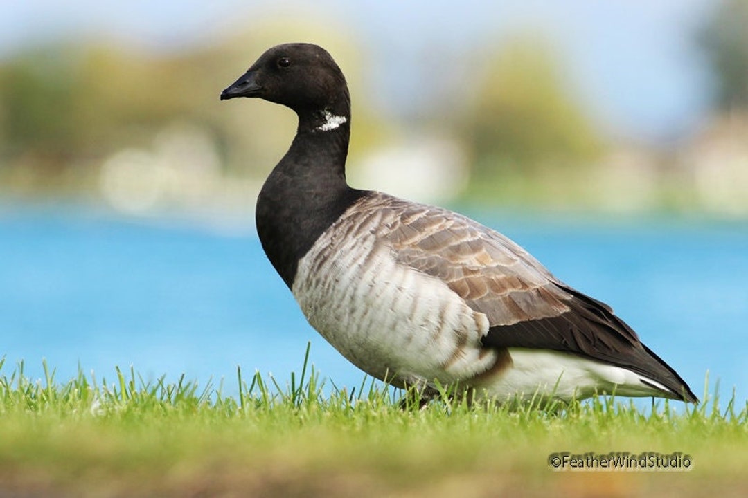 Brant Goose Photo | Bird Photography | Nature Decor | Waterfowl Themed ...