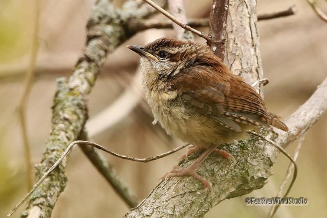 Carolina Wren Fledgling Photo | Children's Wall Art | Home Office ...