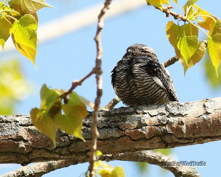 Common Nighthawk Photo | Raptor Photography | Nature Wall Decor ...