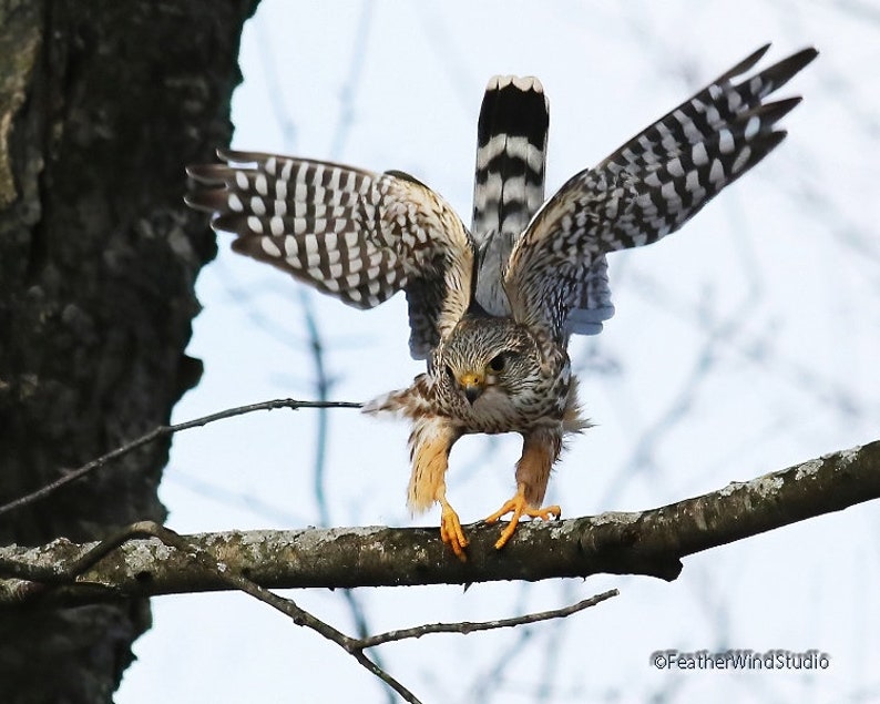 Merlin Photo | Prairie Merlin | Falcon | Bird Photography | Raptor ...