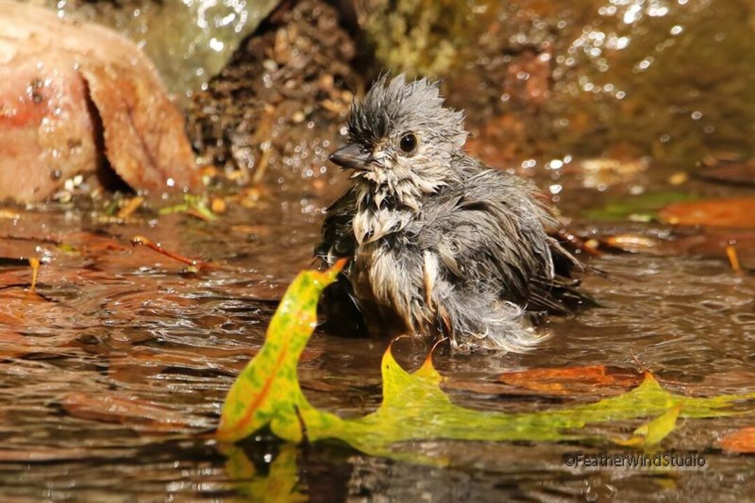 Tufted Titmouse Photo | Bathing Bird Photograph | Wet Bird Wall Art ...