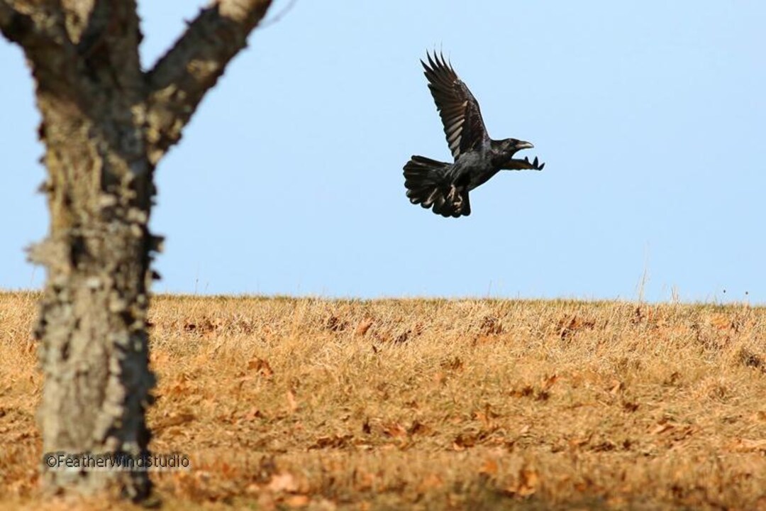 Common Raven Photography | Black Bird Print | Raven Flight Décor ...