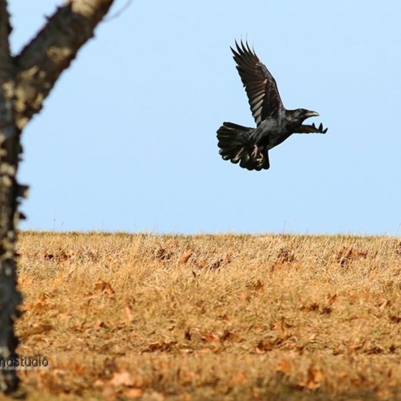 Raven Photography - Etsy