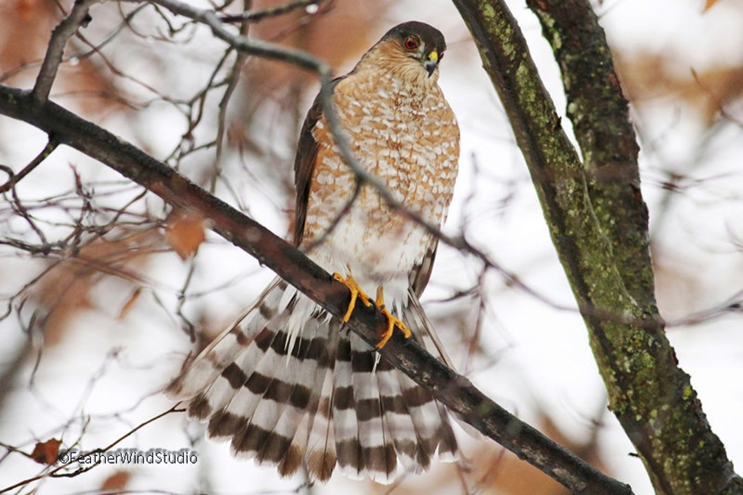 Sharp Shinned Hawk Photo | Fine Art Raptor Photography | Hawk Lover ...