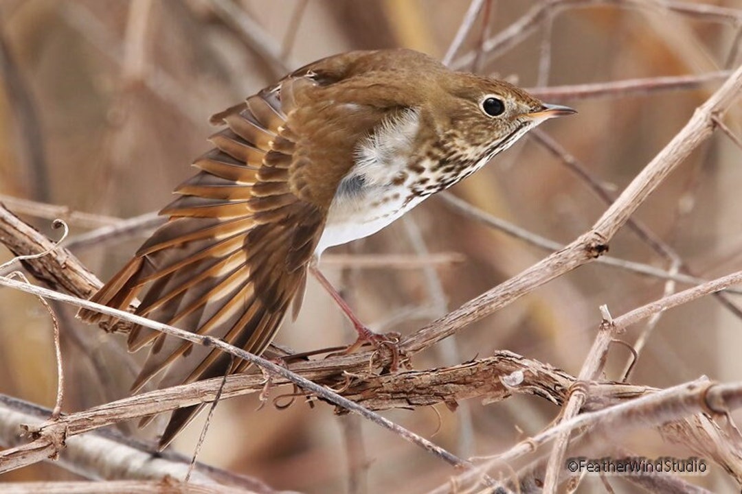 Hermit Thrush Photo | Forest Bird Photography | Brown Wall Art | Bird ...