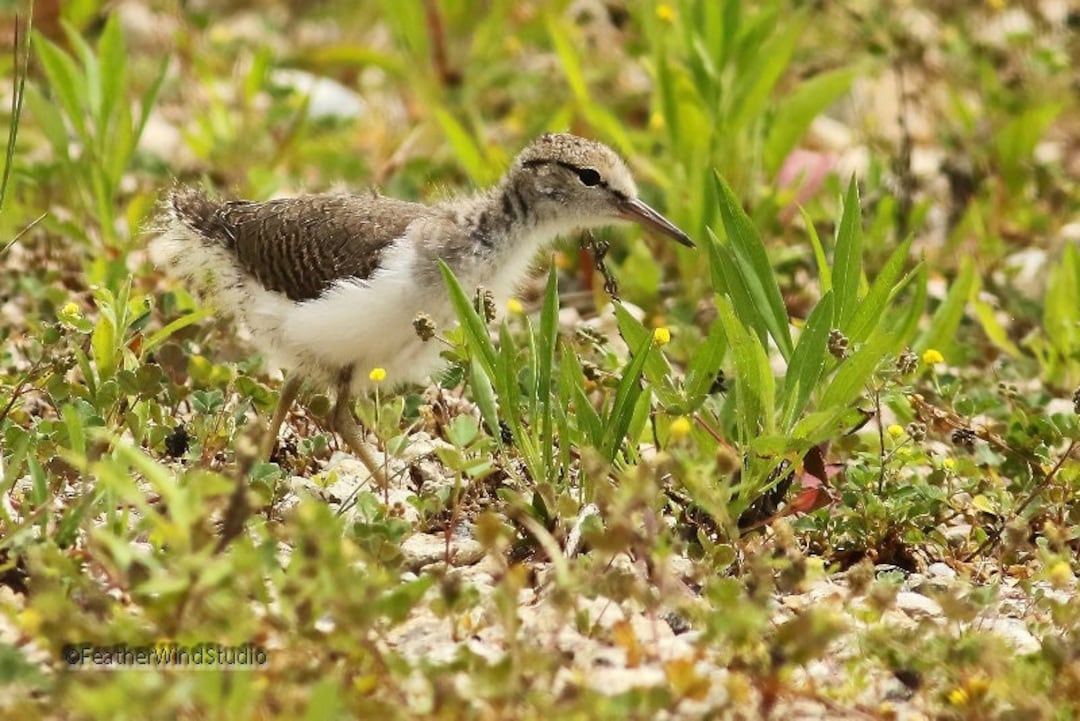 Spotted Sandpiper Baby Photo | Shorebird Photography | Summer Bird Wall ...