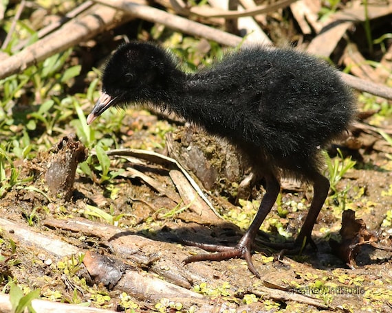 Baby Rail Bird Checking On The Clapper Rails — Linda Murdock