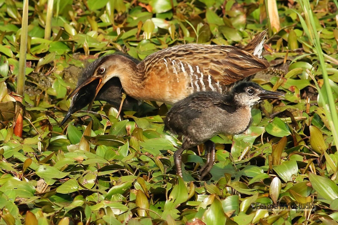 King Rail Photo | Marsh Birds | Mom and Baby Rail | Wetlands Decor ...