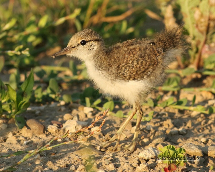 Spotted Sandpiper