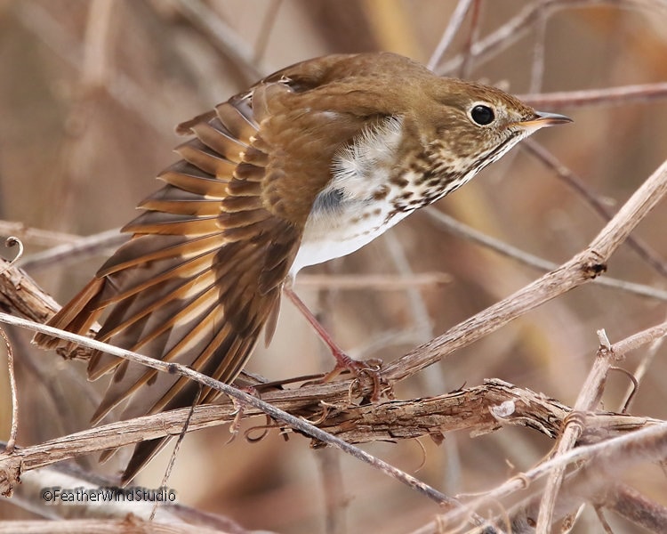 Hermit Thrush Photo Forest Bird Photography Brown Wall Art Bird Lover ...