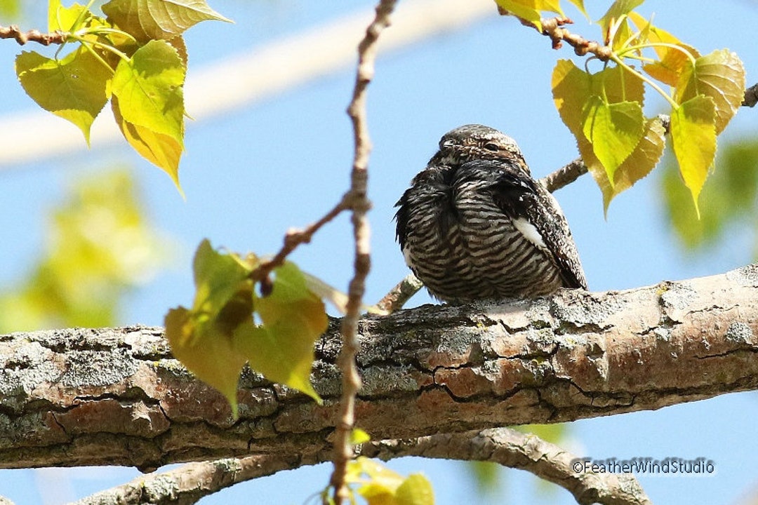 Common Nighthawk Photo | Raptor Photography | Nature Wall Decor ...