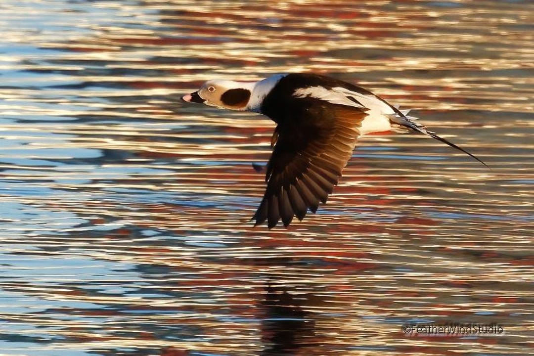Long Tailed Duck in Flight Photo | Waterbird | Colorful Nature Wall Art ...