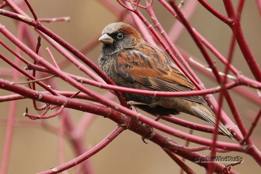 House Sparrow Print | Melanistic Bird Décor | Black Sparrow Photo ...
