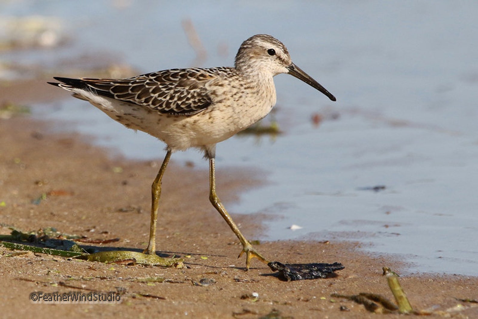 Stilt Sandpiper Photo | Shorebird Photography | Bird Wall Art | Beach ...