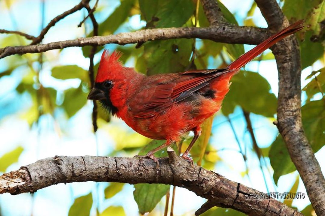 Cardinal Photo | Summer Bird Wall Art | Juvenile Bird Art | Bird Home ...