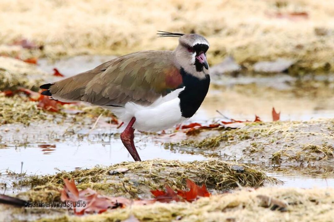 Southern Lapwing Photo | Shorebird Photography | Home Office Wall ...